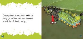 Creepy Caterpillars | Rosen Classroom