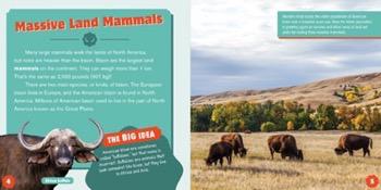 Bison | Rosen Classroom